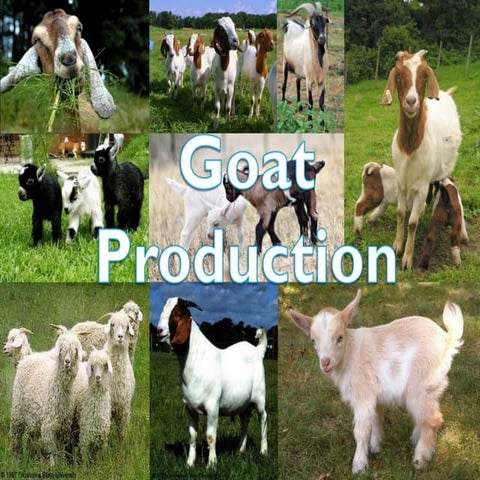 Goat-Production farming and Milking .pptx