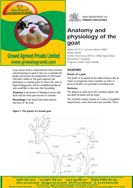 External anatomy of a cattle.docx