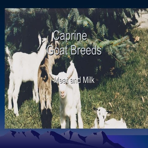 Goat breeds | PPT