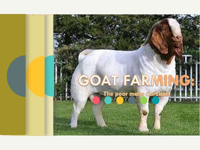 Various Breeds of farm animals PowerPoint | PPTX