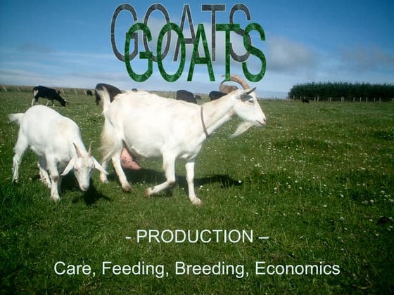 External anatomy of a cattle.docx