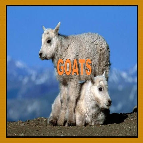 Goats facts | PPT