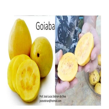 Goiaba | PDF