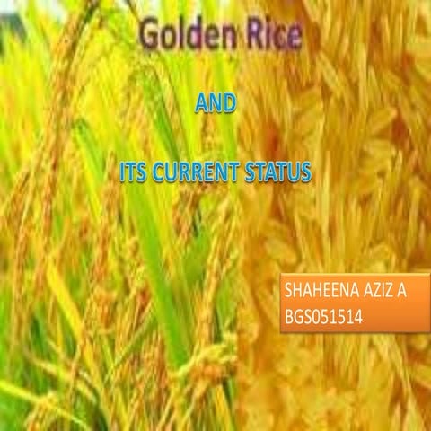 Golden rice | PPTX
