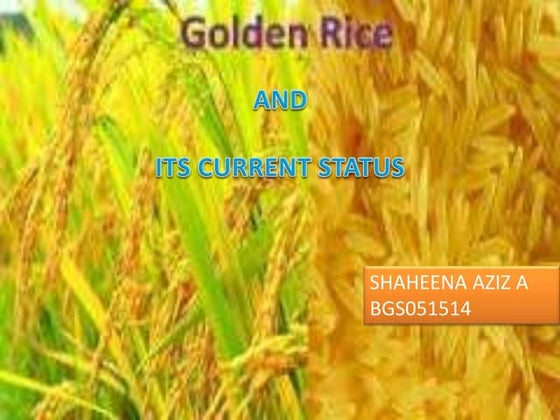 GOLDEN RICE; The genetically modified crop in India | PPTX
