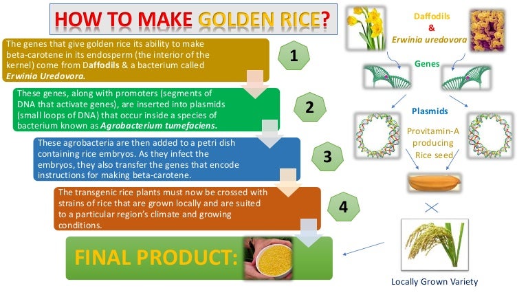 How Golden Rice is Made.