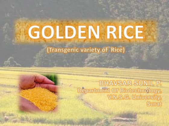 GOLDEN RICE; The genetically modified crop in India | PPTX