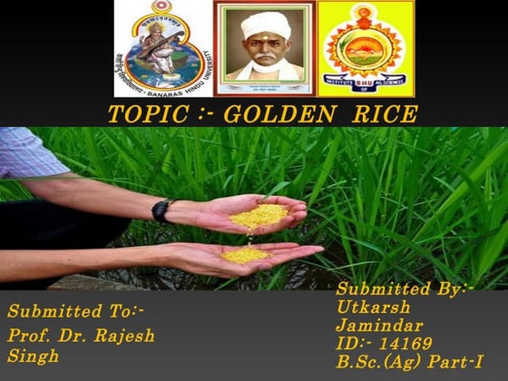 Golden rice | PPTX