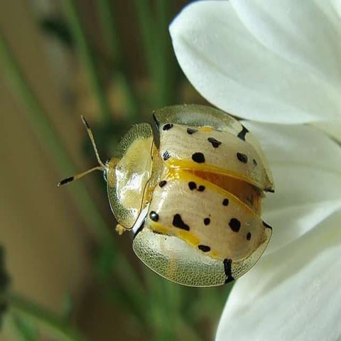 Golden Tortoise Beetles (Macro photography) | PPSX