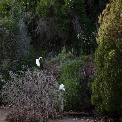 Goleta Great Egrets | PDF