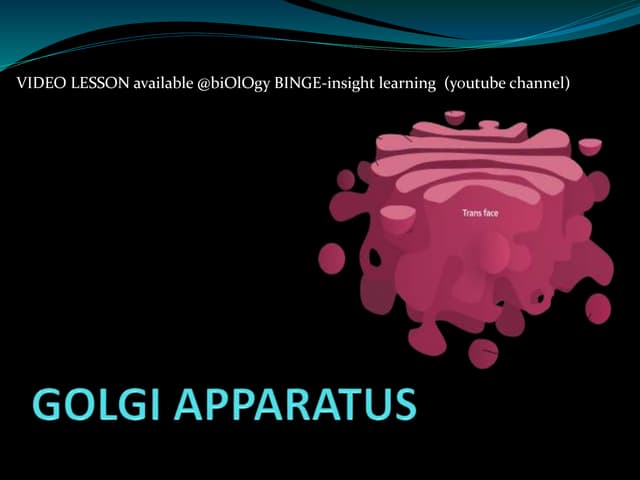 Golgi apparatus ppt (introduction structure and Function) | PPTX