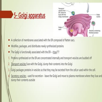 Golgi apparatus.pptx