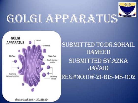 Golgi apparatus ppt (introduction structure and Function) | PPTX