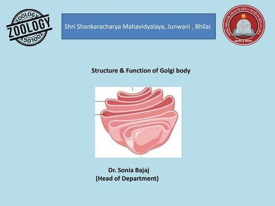 Golgi Apparatus Structure Functions And Diagram Golgi Apparatus Wize