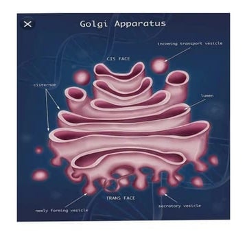 Golgi Body.pdf