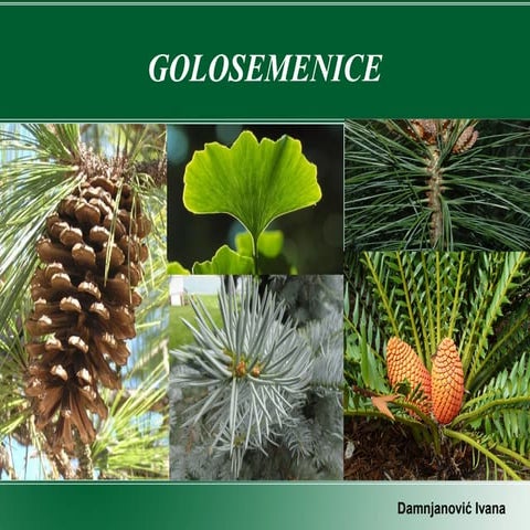 Golosemenice | PPT