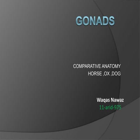 Gonades | PPTX