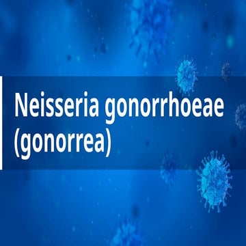 BACTERIA NEISSERIA GONORREAE - MICROBIOLOGIA | PPTX
