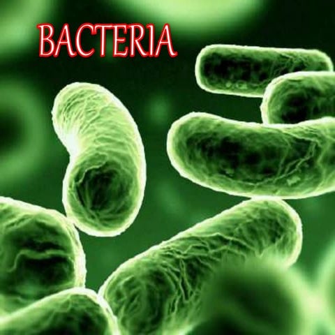 3.1 Bacteria - Good vs. Bad | PPTX