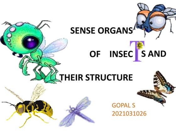 Sense organs of insects and their structure | PPTX | Eye and Vision ...