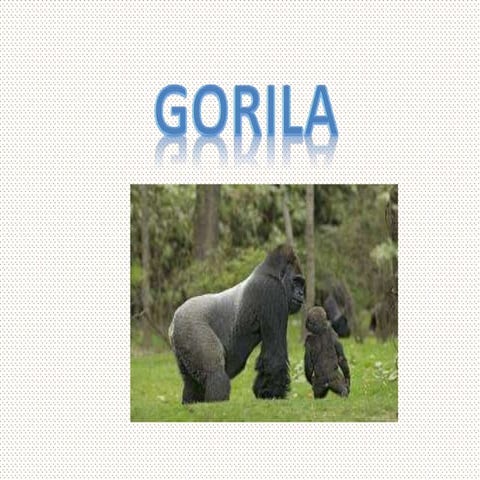 Gorillas | PPTX