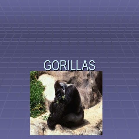 Gorillas | PPT | Zoos & Aquariums | Attractions