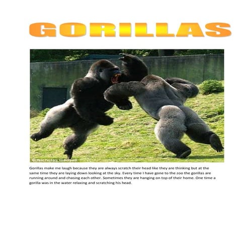 Gorillas | PDF
