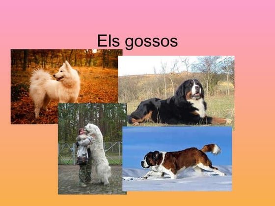Els gossos | PPTX