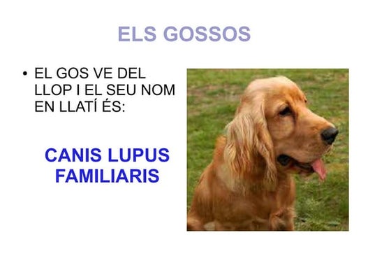 Els gossos | PPTX