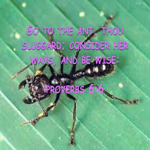 Go to the ant | PPTX