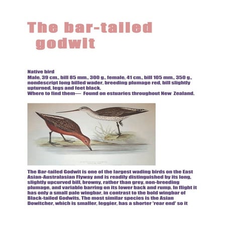 Gotwit bird | PDF