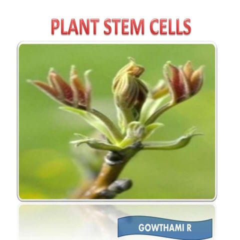 plant stem cells | PPTX