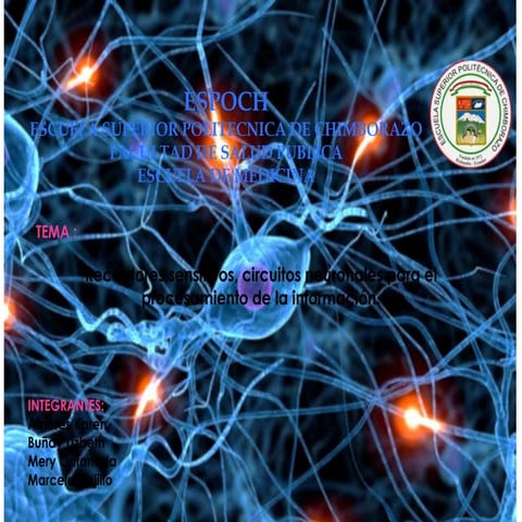 Fondos Y Circuitos Neuronales Vero | PPT