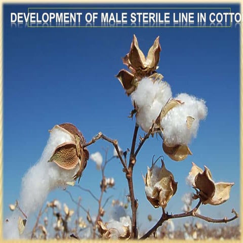 Development of male sterile line in cotton | PPTX