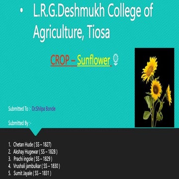 Floral biology of sunflower | PPTX