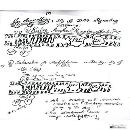 Gq Signaling with respect to Muscarinic Receptorspdf | PDF