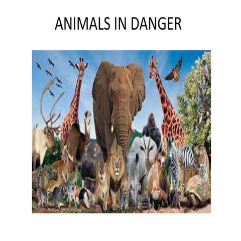 Animals in danger | PPT