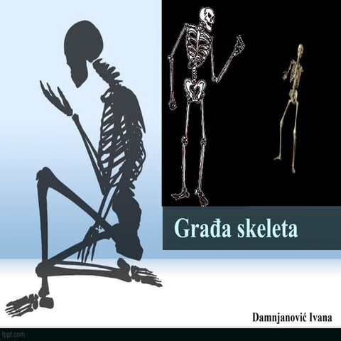 Građa skeleta | PPT