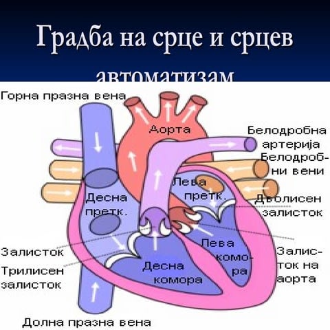 Gradba na srce laboranti | PPT