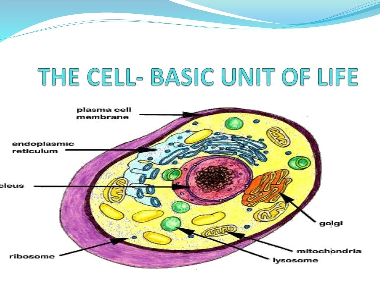 Grade 10 the cell