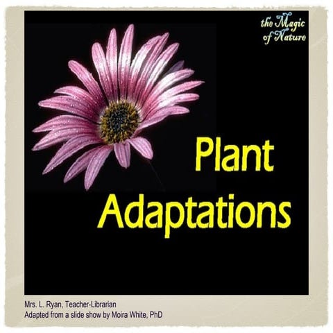Grade 4 adaptation slides | PPT