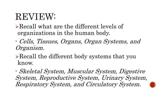 THE RESPIRATORY SYSTEM.pptx Basic Respiratory system knowledge | PPT
