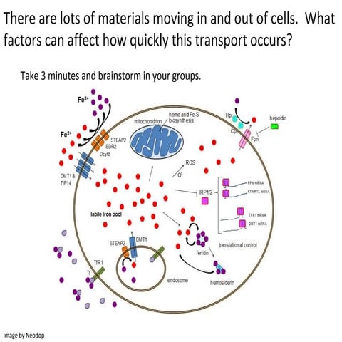Gradients and membrane transport visual aids | PPT