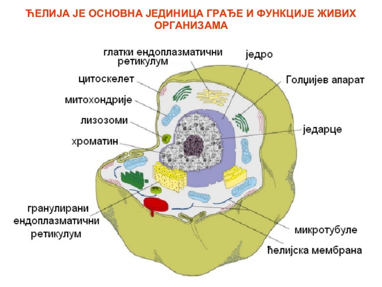 Građa ćelije