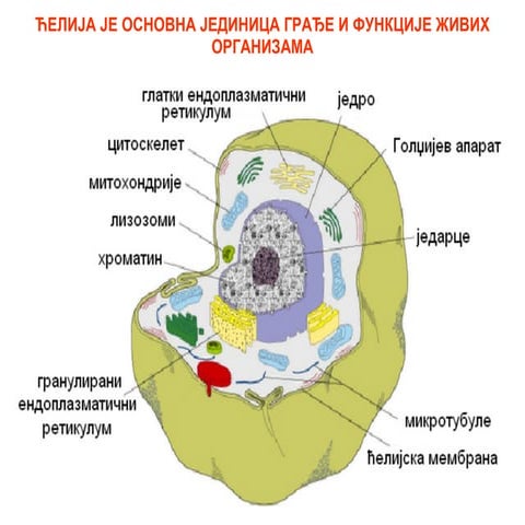 Građa ćelije | PPT