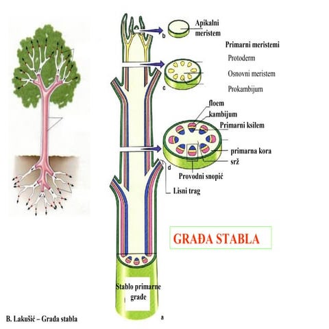 Gradja stabla 2013 | PPT