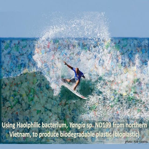 Biodegradable plastic- Graduation project. | PDF