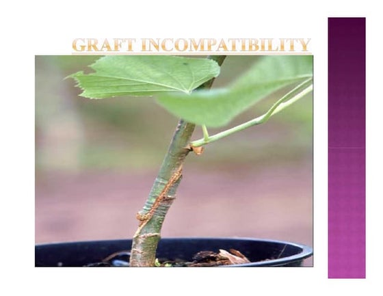 Leaf apex type | PDF | Geology | Science