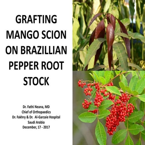 Grafting mango on Brazillian pepper root stock | PPTX