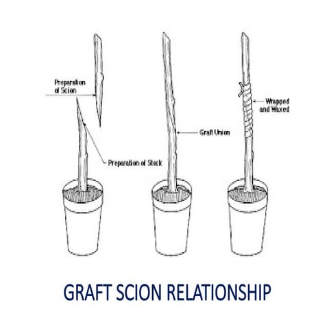 GRAFT SCION RELATIONSHIP.pptx about plant | PPTX